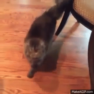 Cat Says Yes