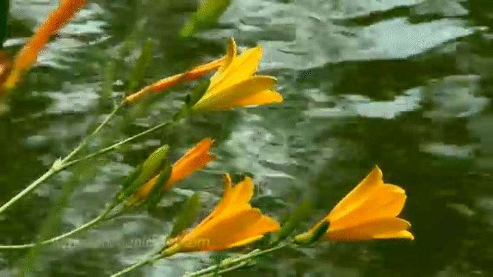 Zen Garden Flowers - Relaxation, Meditation, Mindfulness Full Length on ...