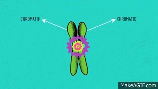 Mitosis: Splitting Up is Complicated - Crash Course Biology #12 on Make ...