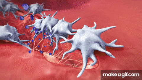 Coagulation Cascade Animation - Physiology of Hemostasis on Make a GIF