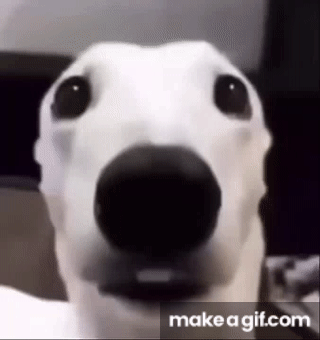 Dog shivering meme 🐶 on Make a GIF
