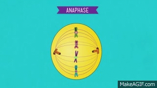 Mitosis: Splitting Up is Complicated - Crash Course Biology #12 on Make ...