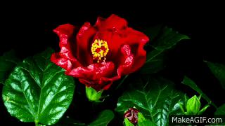 Time-Lapse: Watch Flowers Bloom Before Your Eyes | Short Film Showcase ...