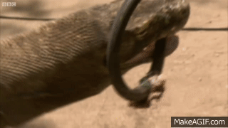 Largest Lizard On Earth The Komodo Dragon Deadly 60 Indonesia