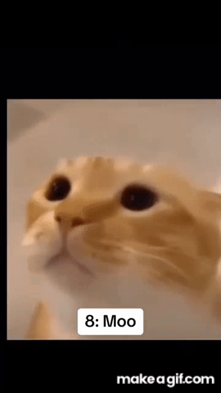 Top 10 cat sounds on Make a GIF