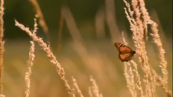 Life Of Butterfly I Wildlife Documentary I Animal Planet I National ...