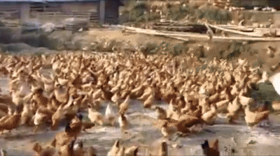 Biggest Traditional Chicken Farming | Nepal on Make a GIF