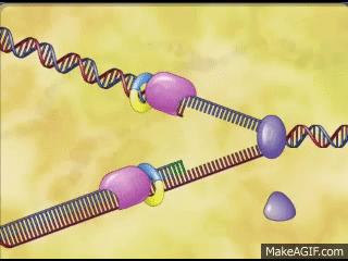 LIGASE on Make a GIF