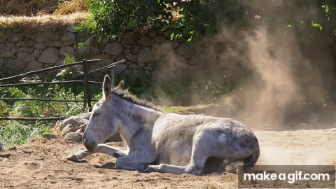 Luisa, the star of Happy-Donkeys on Make a GIF