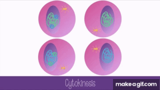 cytokinesis 1 on Make a GIF