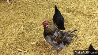 rooster crowing on Make a GIF