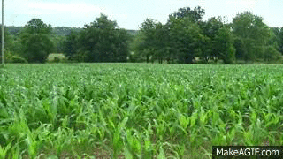Relaxing Corn Field Randall's Relaxation Videos on Youtube on Make a GIF