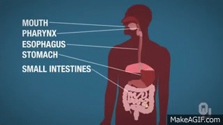 Human Physiology - Functional Anatomy of the Mouth, Pharynx, and ...