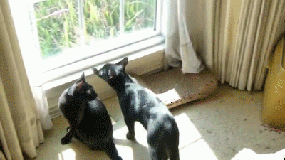 Window on Make a GIF