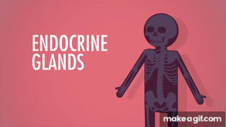 Endocrine glands on Make a GIF