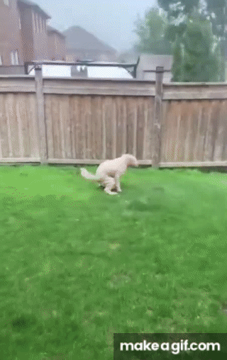 Cachorro cagando na tempestade ao som de Michael Jackson on Make a GIF