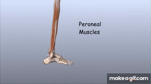 Ankle Anatomy Animated Tutorial on Make a GIF