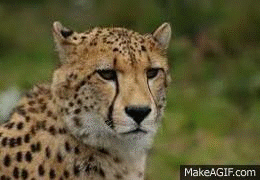 Gepard Gif Tumblr