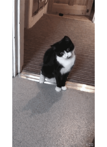 Using the force to startle a cat [x-post from /r/aww] on Make a GIF