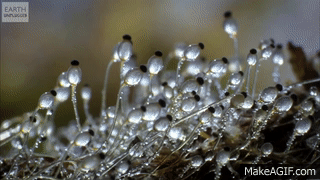Fungus Cannon In Sugar Love on Make a GIF