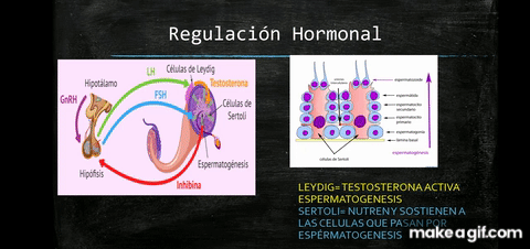 Espermatogénesis repaso clase on Make a GIF