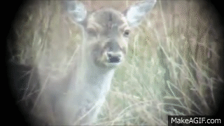 Deer head explosion [18+] on Make a GIF