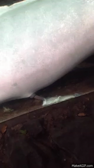 Dolphin self masturbates with beheaded fish on Make a GIF