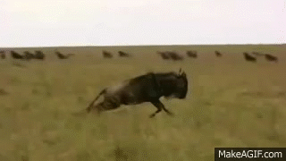 Wildebeest nazi on Make a GIF