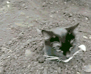 Underground Cat Has Risen on Make a GIF
