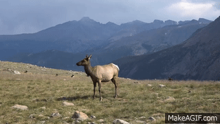 Gif Coroado LunaPic Edit572