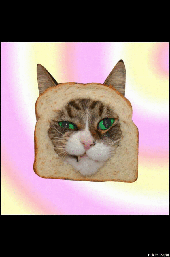 Cat Bread Gif