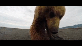 GoPro: Grizzly Bear Slap on Make a GIF