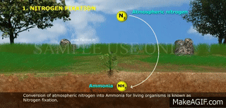 NITROGEN CYCLE on Make a GIF