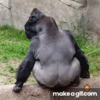 Gorilla throws poop in Idris Elba mouth IDRIS ELBA MEME on Make a GIF