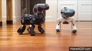 Two Aibo ERS-7m3s on Make a GIF