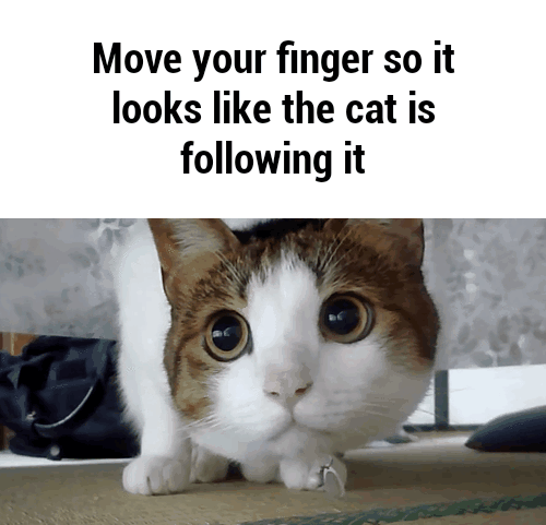 giflounge: Interactive Cat on Make a GIF