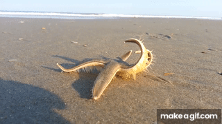 Starfish Walking on the Beach on Make a GIF