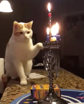 Firefighting cat Click the link to discover more cute cat GIFs.... on ...
