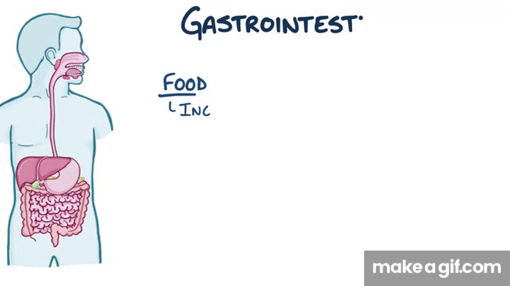 Gastrointestinal Anatomy and Physiology on Make a GIF