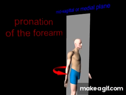 pronation and supination of the forearm on Make a GIF