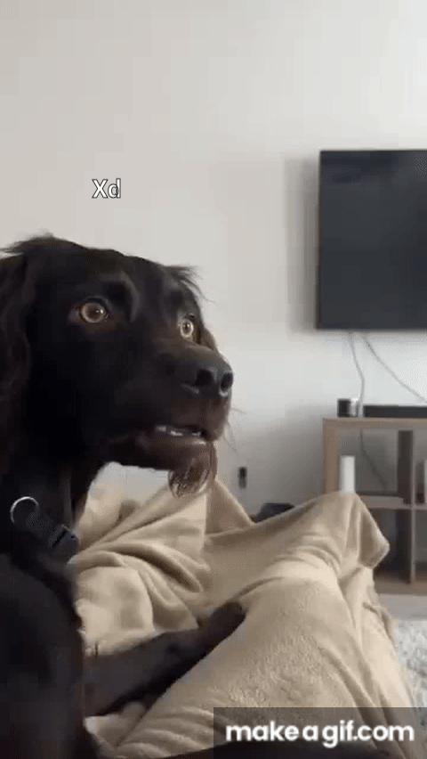 I'm Listening Dog Meme Template on Make a GIF