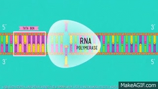 DNA, Hot Pockets, & The Longest Word Ever: Crash Course Biology #11 on ...