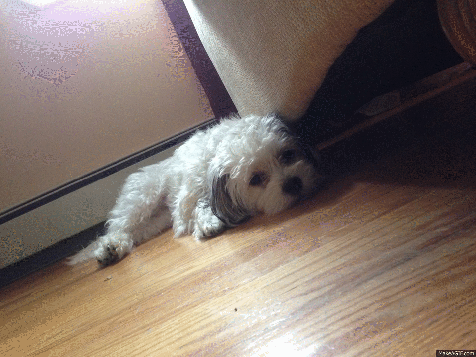 Puppy on Make a GIF