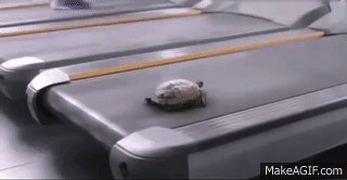 Turtle Running on a Treadmill! Very, Very Funny! on Make a GIF