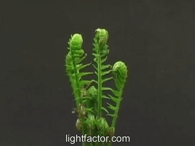 Time Lapse of Fern Sprouting on Make a GIF