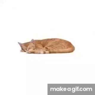 Cat on Make a GIF