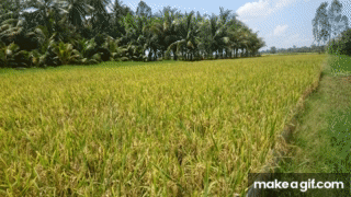 rice on Make a GIF