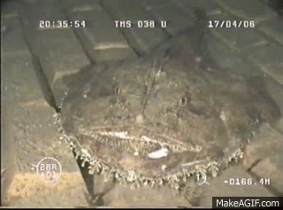 Monkfish attack on Make a GIF