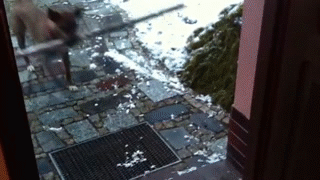 dog vs. physics on Make a GIF