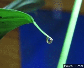 Guttation on Make a GIF